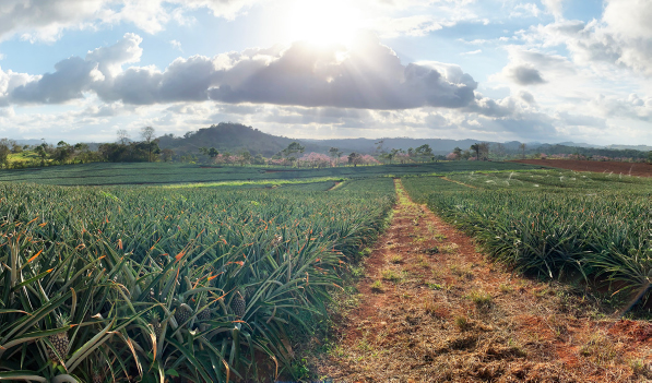 Expect Growth of Latin American Agriculture, Says UN - La Dona FruitLa ...